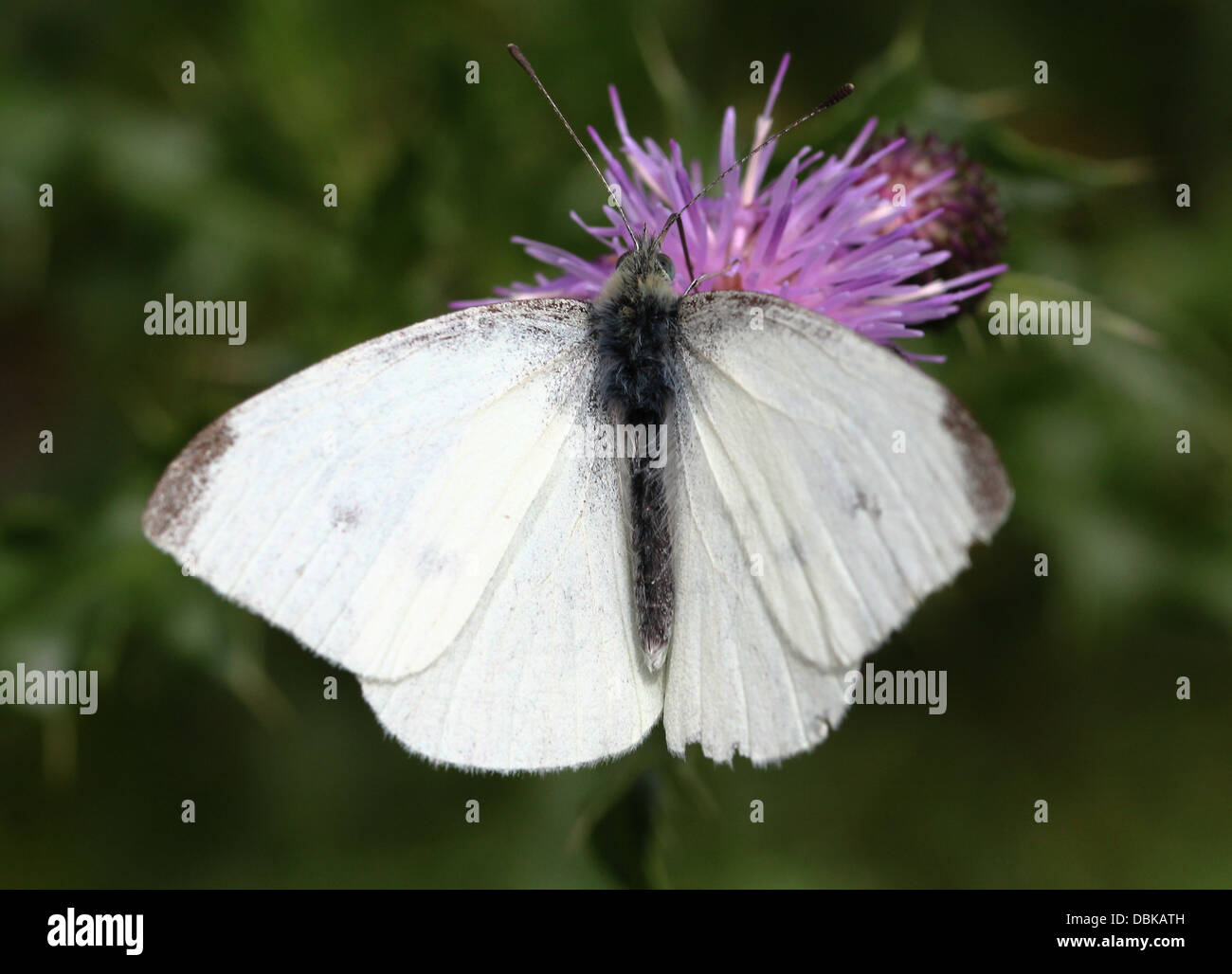 Male Small Cabbage White (Pieris Rapae) with wings opened and foraging ...