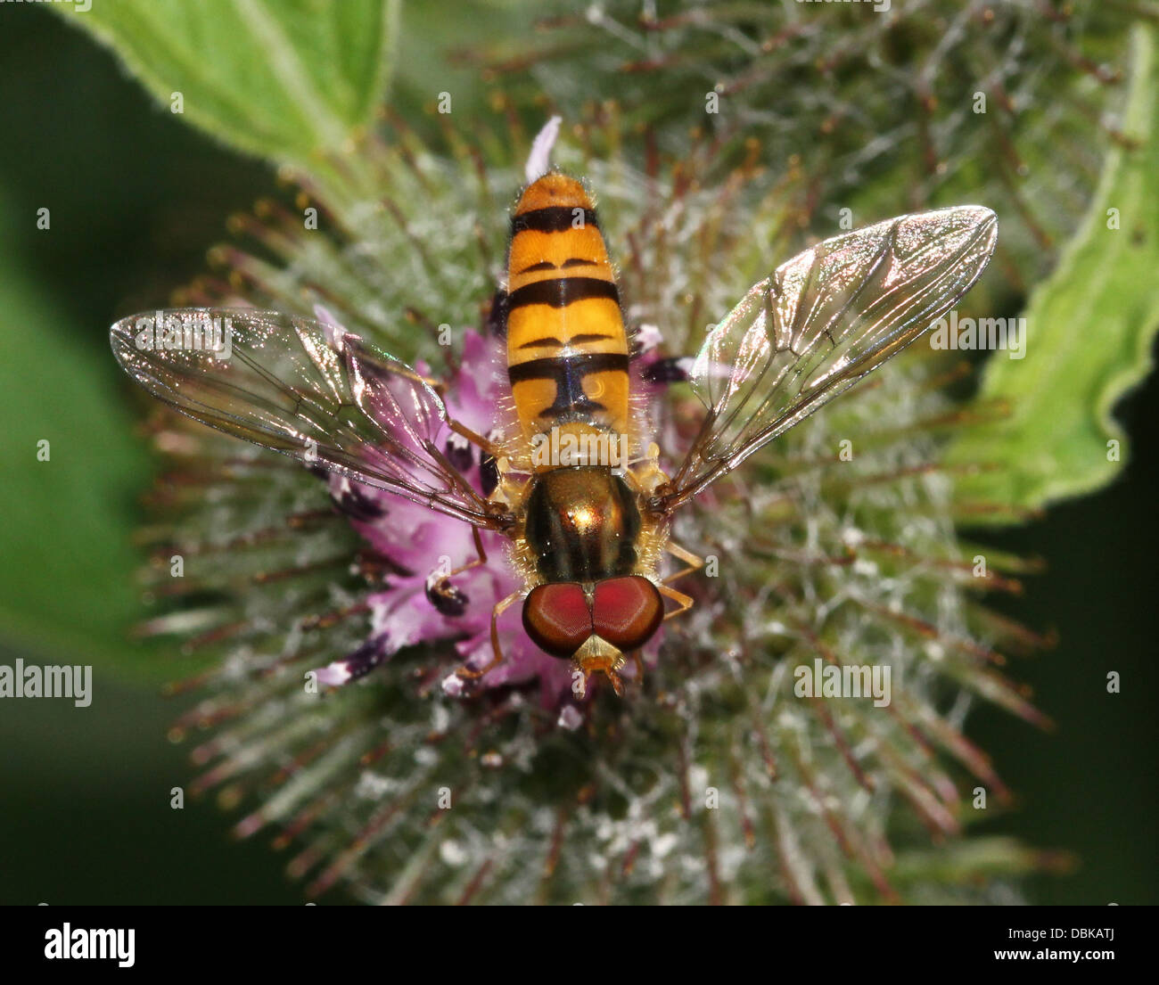 Dubbelbandzweefvlieg hi-res stock photography and images - Alamy