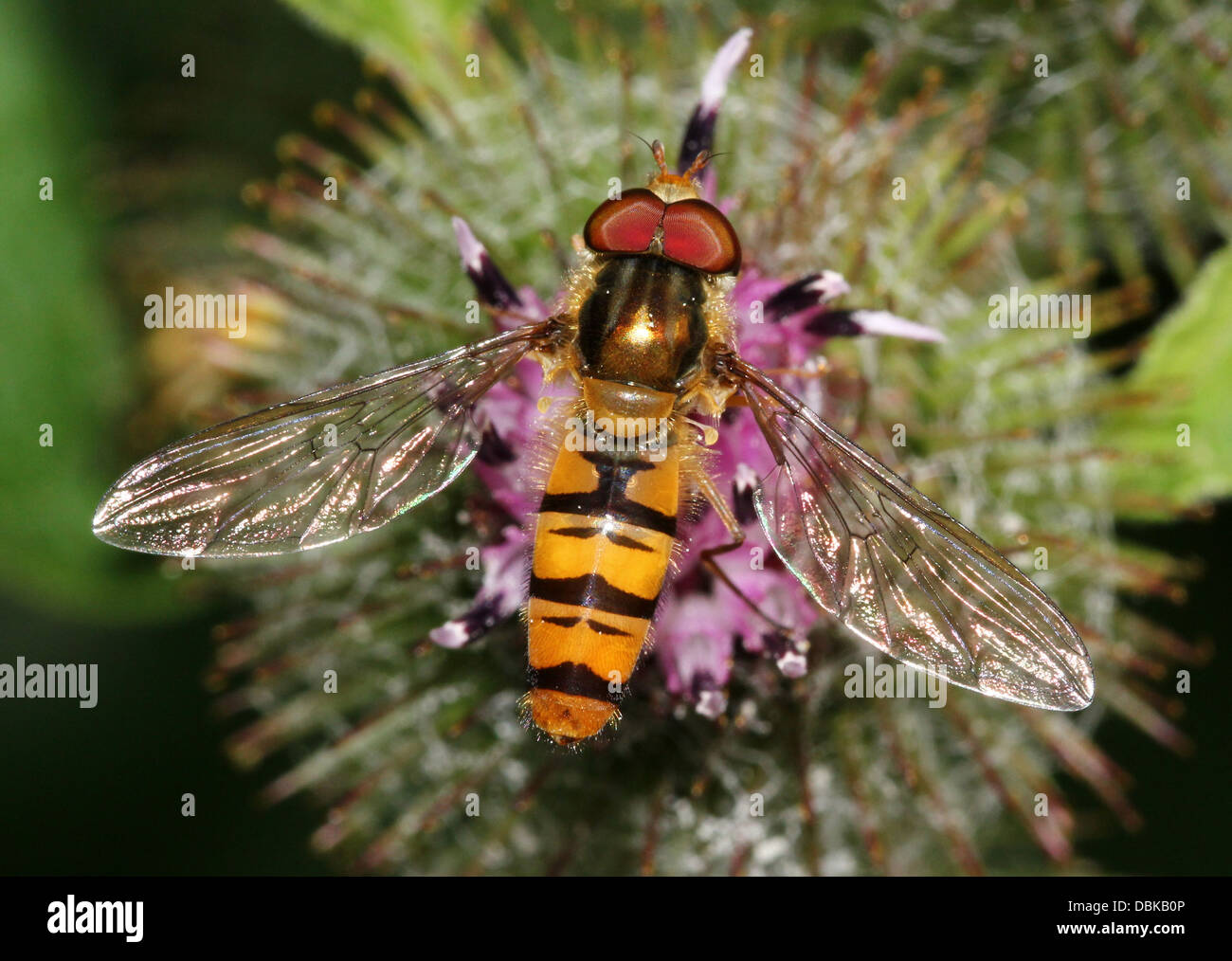 Mosca cernidora hi-res stock photography and images - Alamy