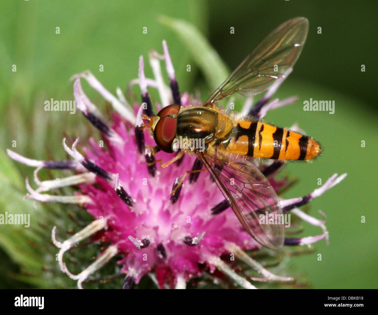 Mosca cernidora hi-res stock photography and images - Alamy