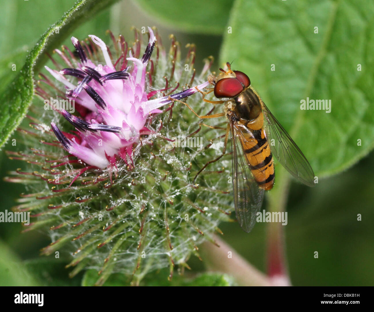 Mosca cernidora hi-res stock photography and images - Alamy