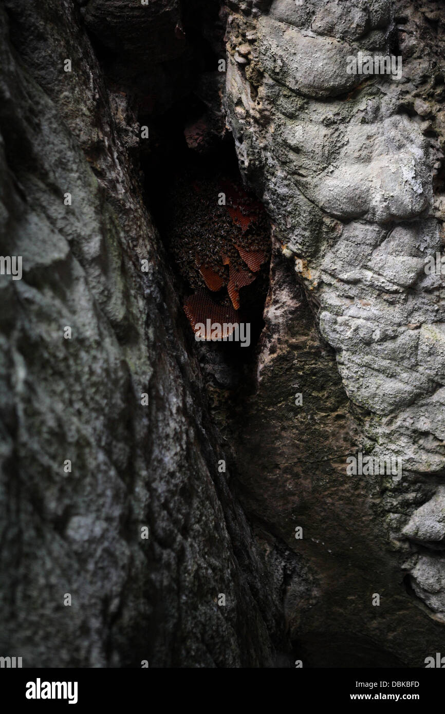 Bee hive in Klipgat cave, Gansbay, Western Cape Province, South Africa ...