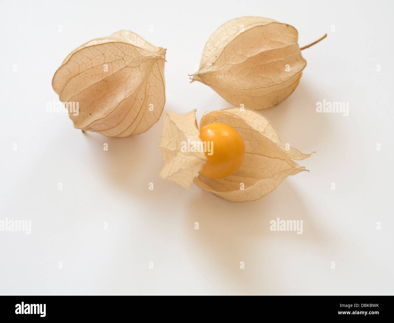 Cape Gooseberries / Physalis peruviana Stock Photo - Alamy