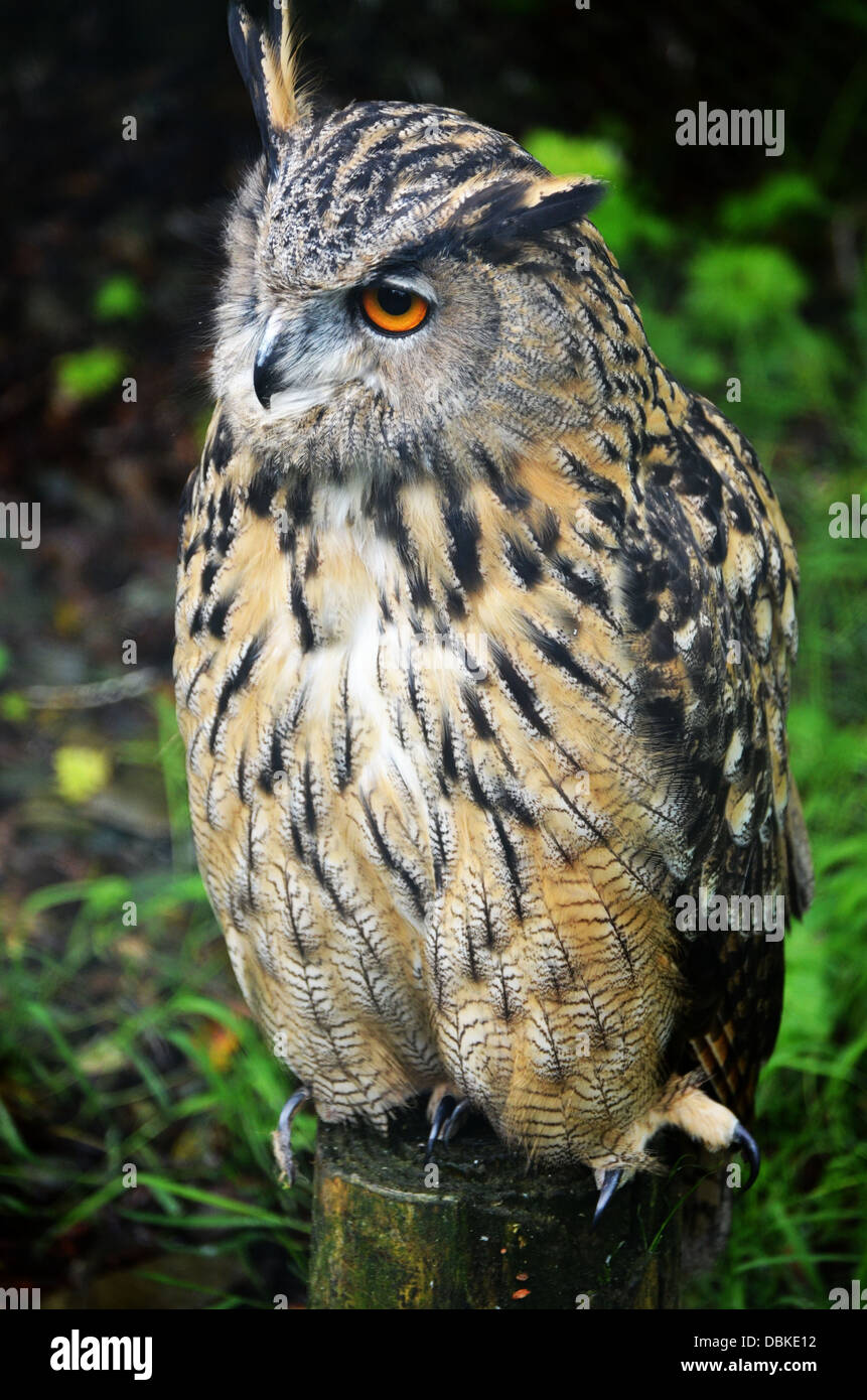 Animals wildlife hi-res stock photography and images - Alamy