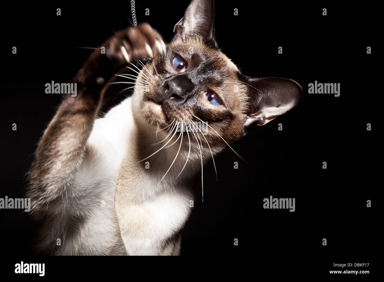 siamese cat clawing at a piece of string Stock Photo - Alamy