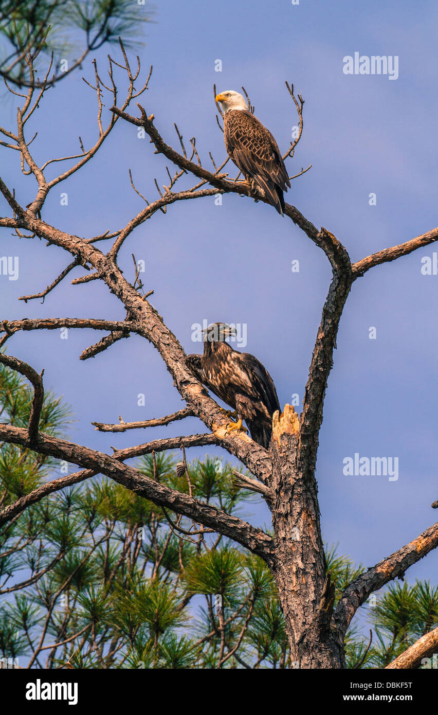 American Bald Eagle perched Stock Photo - Alamy
