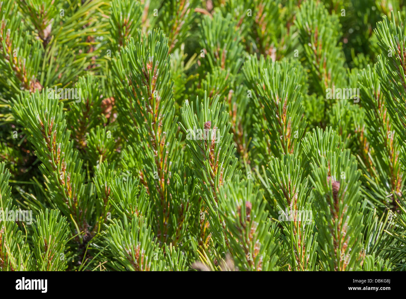 Pine tree branches background texture Stock Photo - Alamy