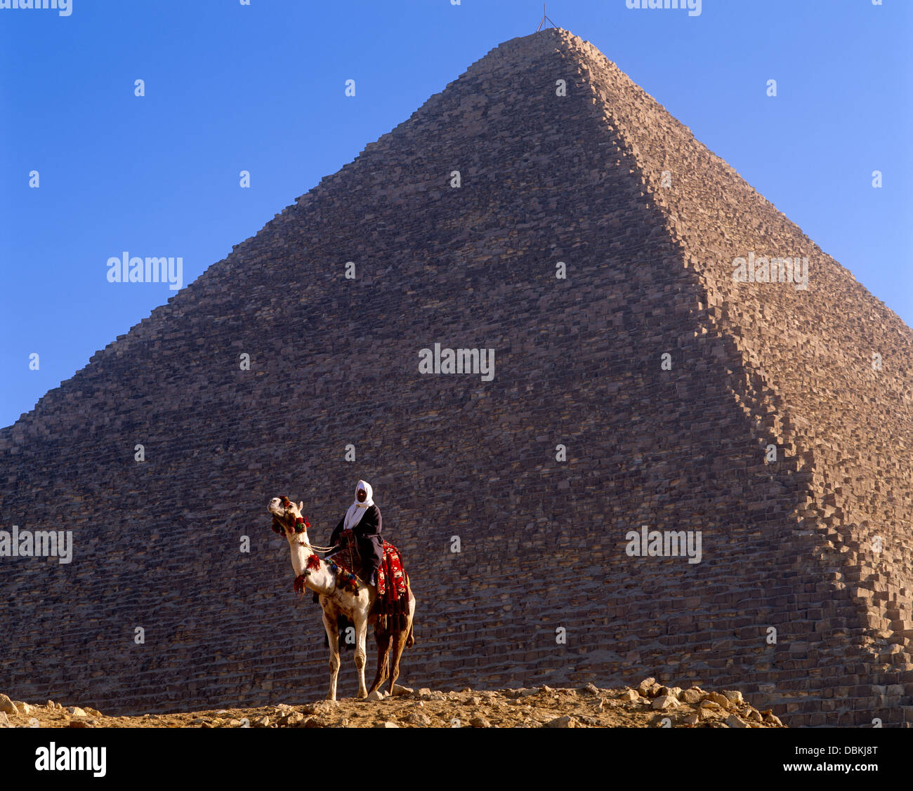 Camel and rider in front of the Great Pyramid, Giza, Cairo, Egypt Stock ...