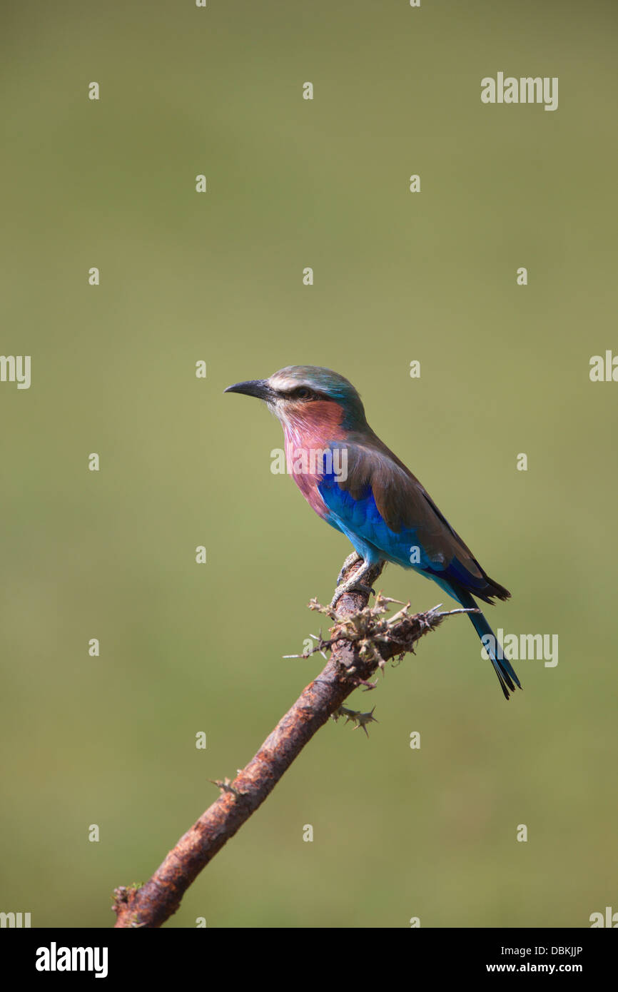 Lilac Breasted Roller. Coracias caudatus. The national bird of Botswana ...