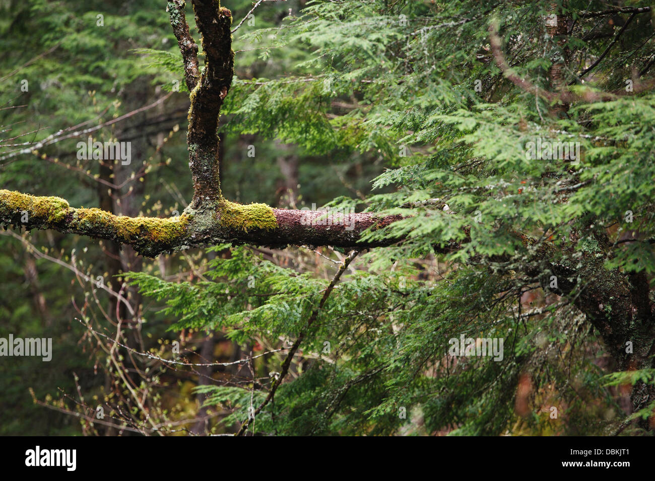 Large tree branch in forest Stock Photo - Alamy