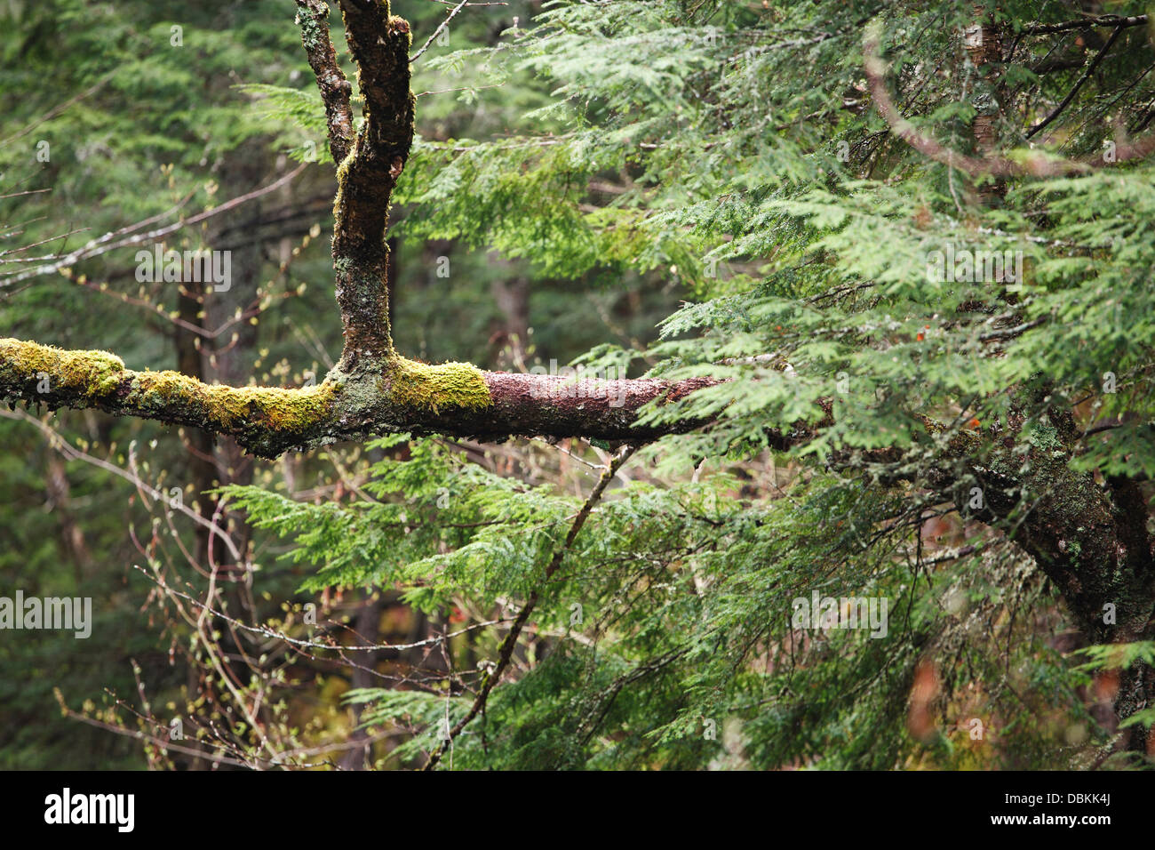 Large tree branch in forest Stock Photo - Alamy
