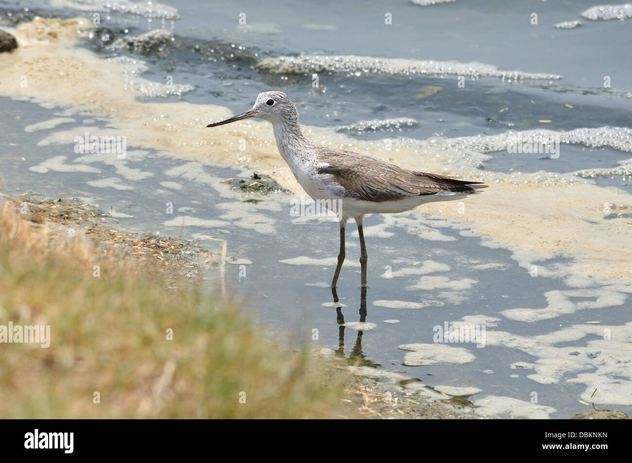 Tringa family hi-res stock photography and images - Alamy