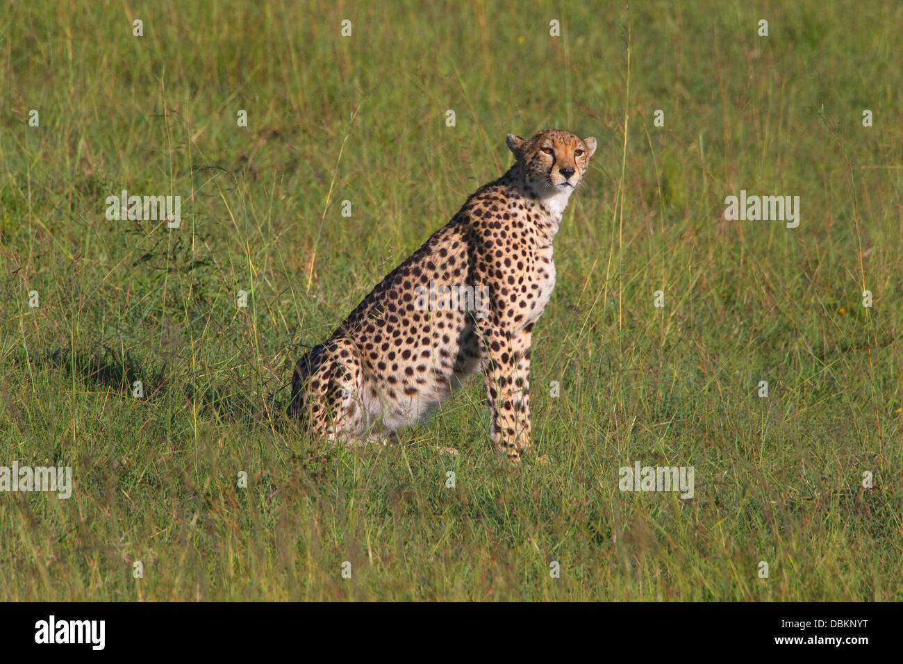 Cheetah relaxing in Masai Mara National Reserve. Acinonyx jubatus ...