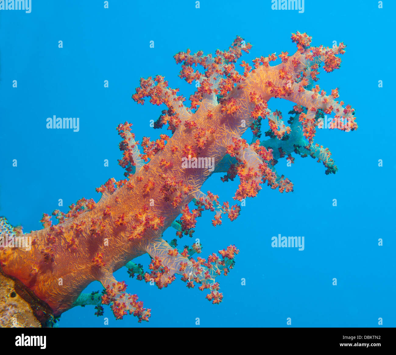 Large soft coral hi-res stock photography and images - Alamy