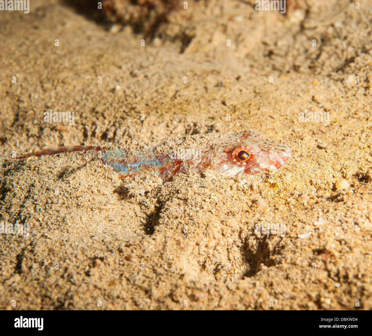 Sand lizardfish in the red sea hi-res stock photography and images - Alamy
