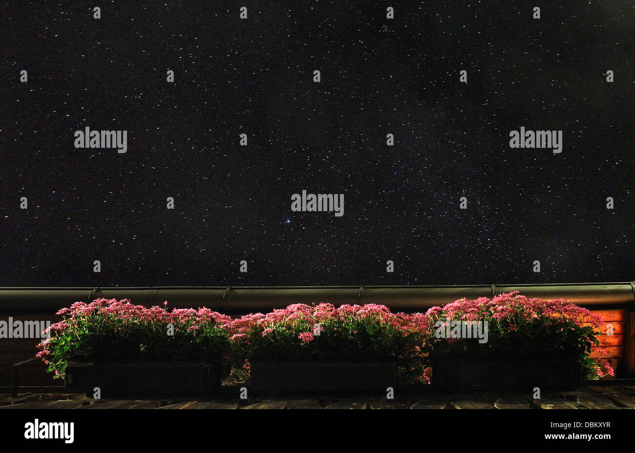 Potted geraniums bloom in front of a starry night sky on the balcony of ...