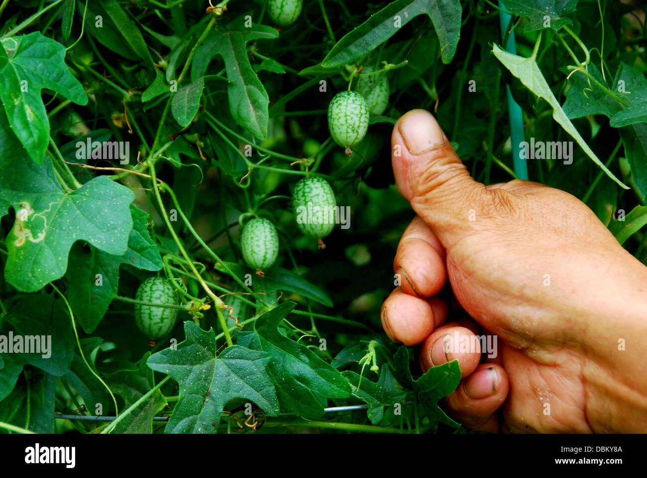 Pingdu breed 'thumb watermelon' variety with a banana flavour taste ...