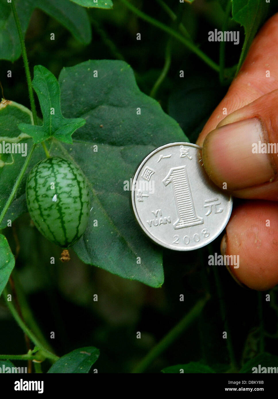 Pingdu breed 'thumb watermelon' variety with a banana flavour taste ...