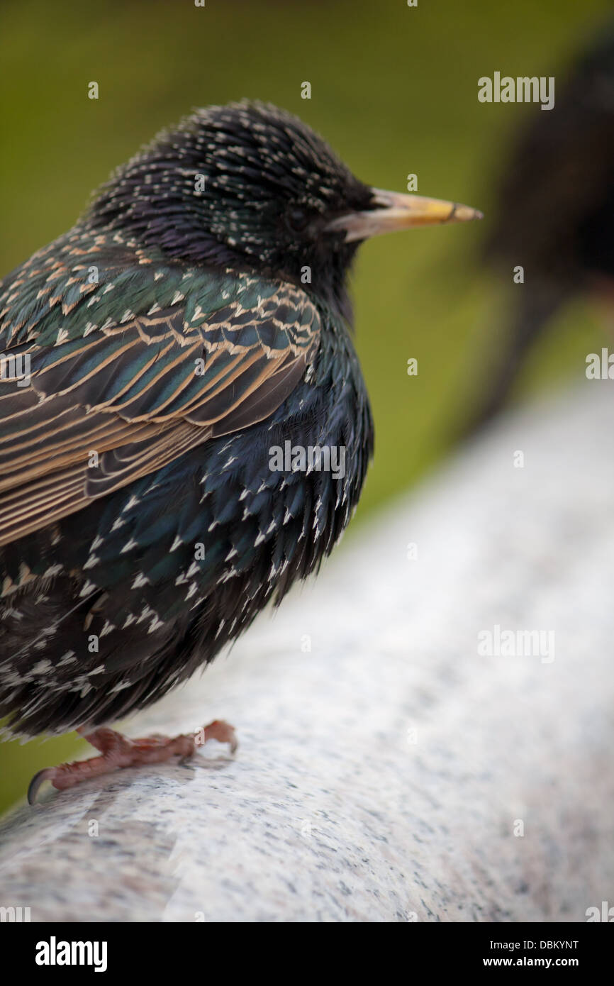 A European Starling Bird Stock Photo - Alamy