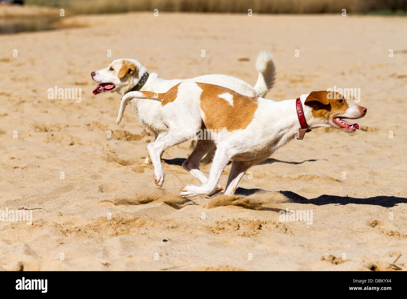 Dogs playing in the sand Stock Photo - Alamy