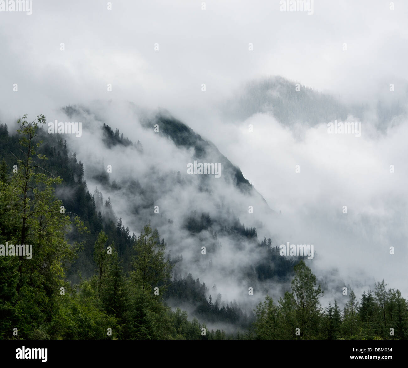 Mist Covering The Pine Trees On The Mountains Stock Photo - Alamy