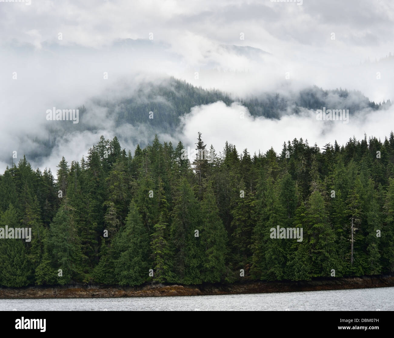 Mist Covering The Pine Trees On A Mountains Stock Photo - Alamy