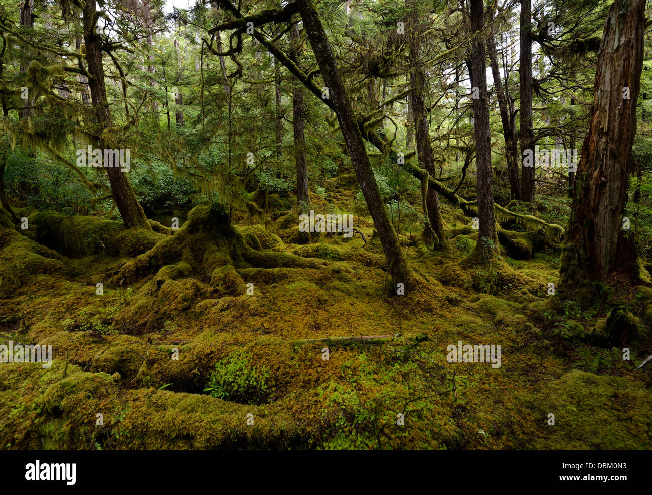 Beautiful And Colorful Rain Forest Stock Photo - Alamy