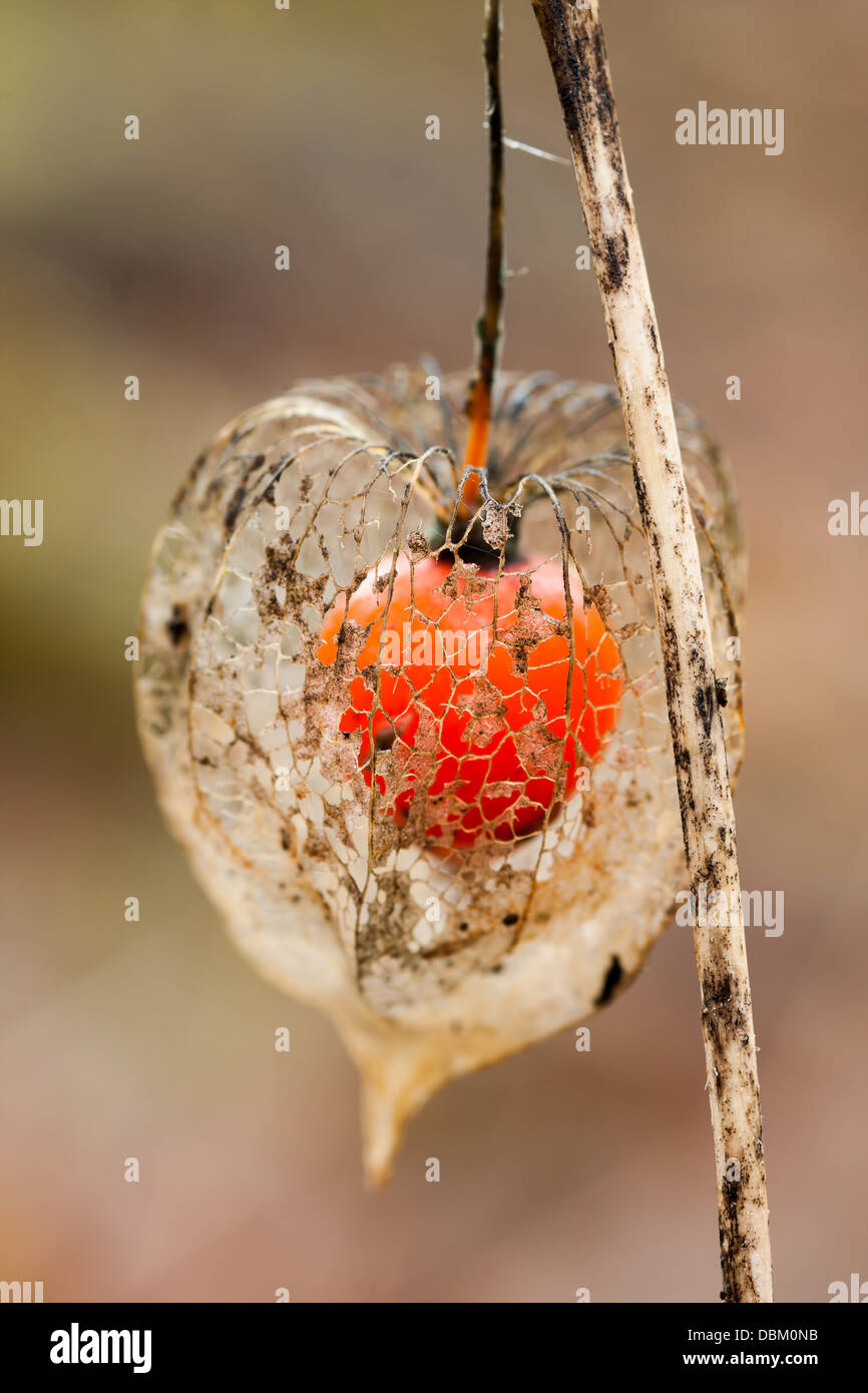 Beautiful Bladder cherry close-up,(Physalis alkekengi Stock Photo - Alamy