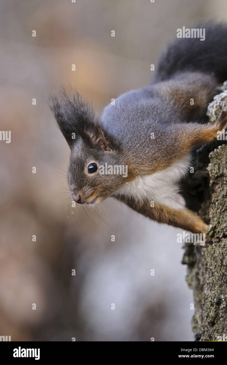 Squirrels of europe hi-res stock photography and images - Alamy