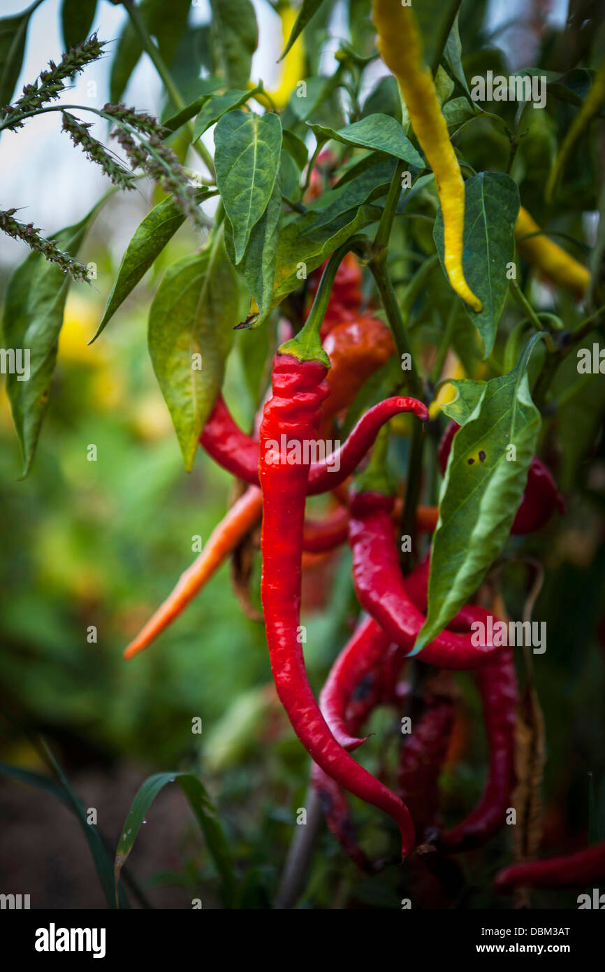 Red chilli crop hi-res stock photography and images - Alamy