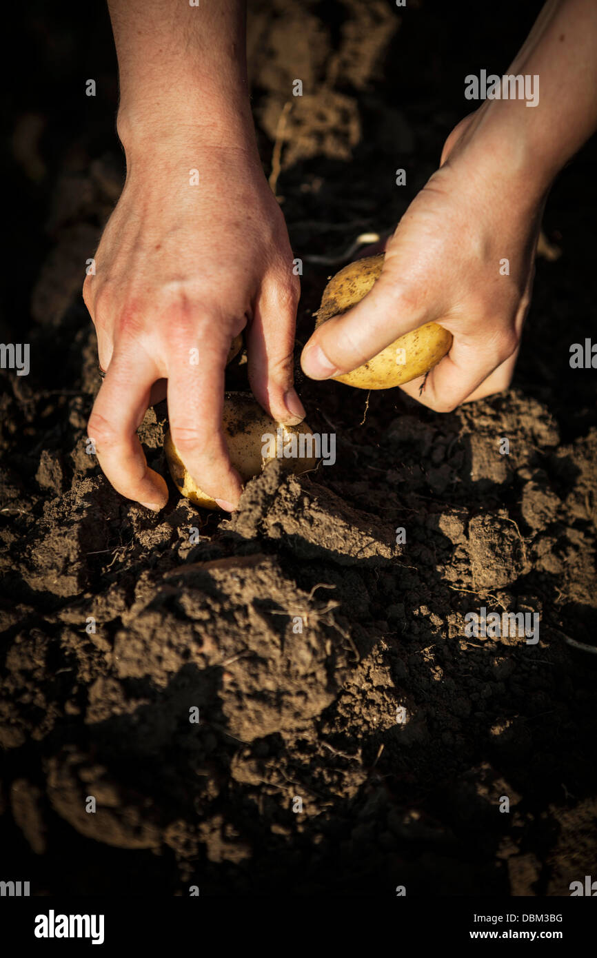 Potato farming europe hi-res stock photography and images - Alamy