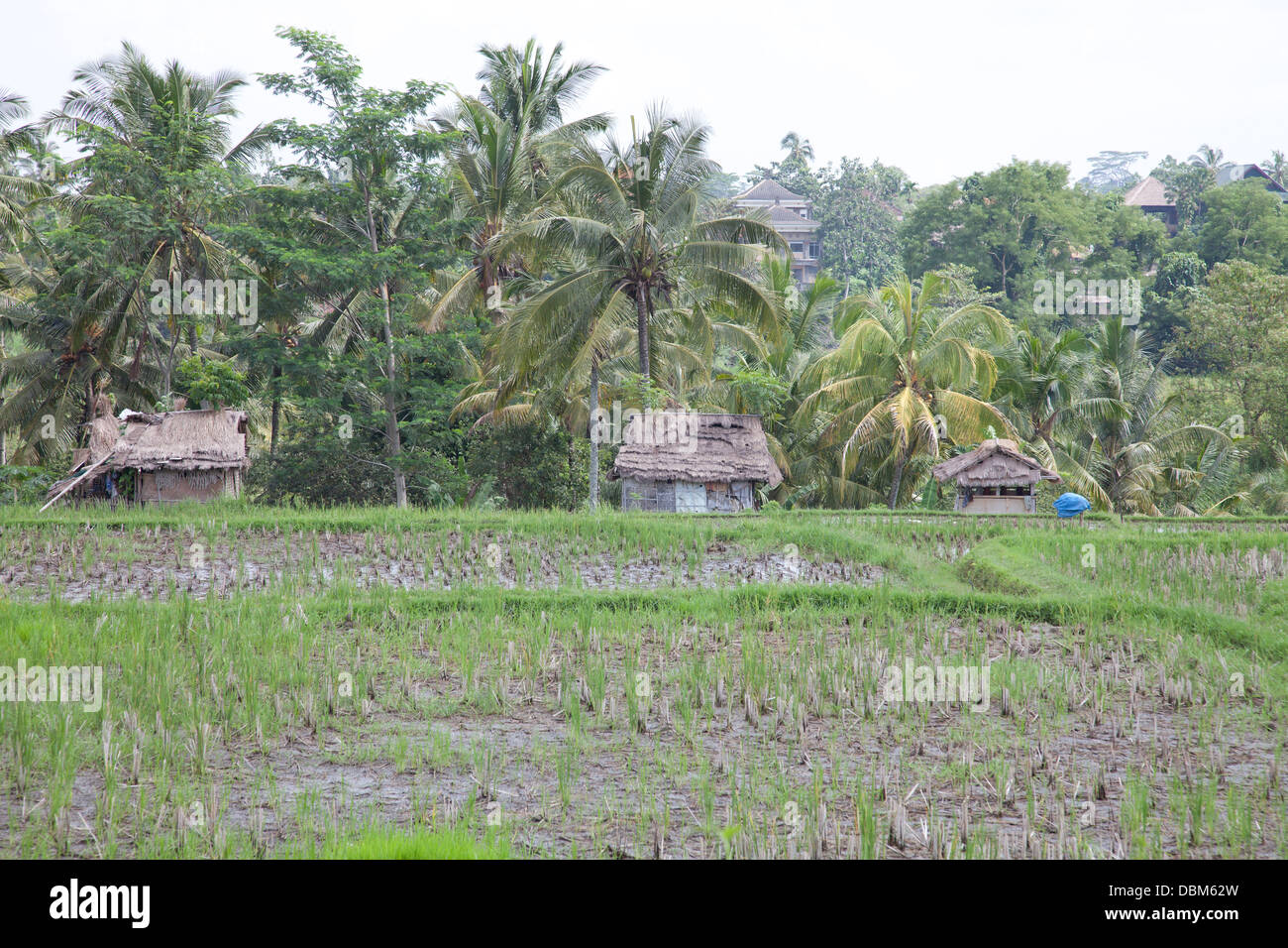 Rice Field, Ubud, Bali, Indonesia Stock Photo - Alamy