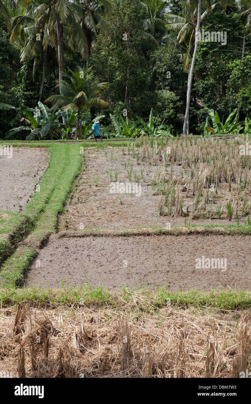 Farmer Working In Rice Paddies / Terraced Rice Fields, Ubud Area, Bali ...