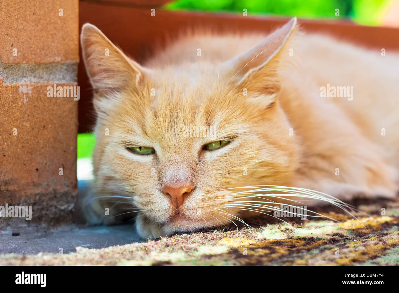 closeup portrait of red cat outdoor in summer Stock Photo - Alamy