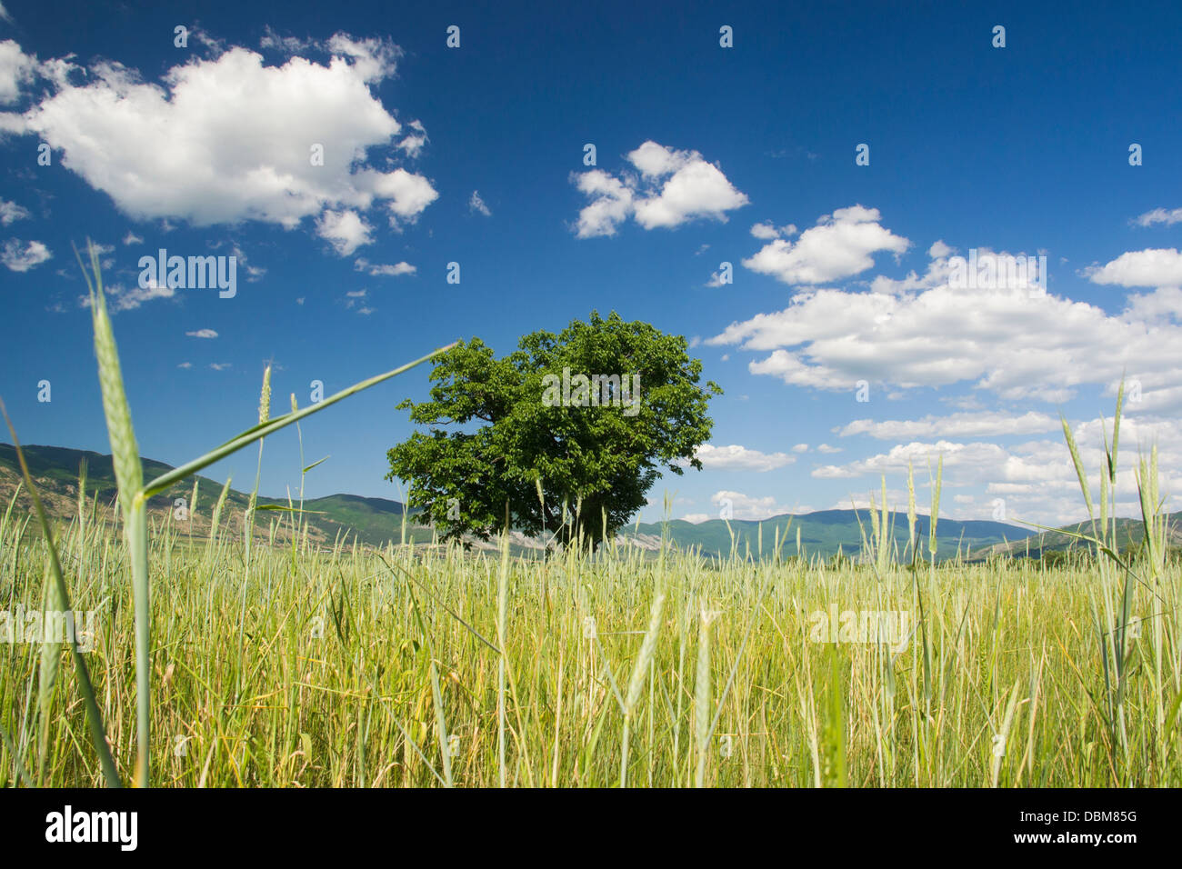 Old green tree in the middle of a field of grains in spring Stock Photo ...