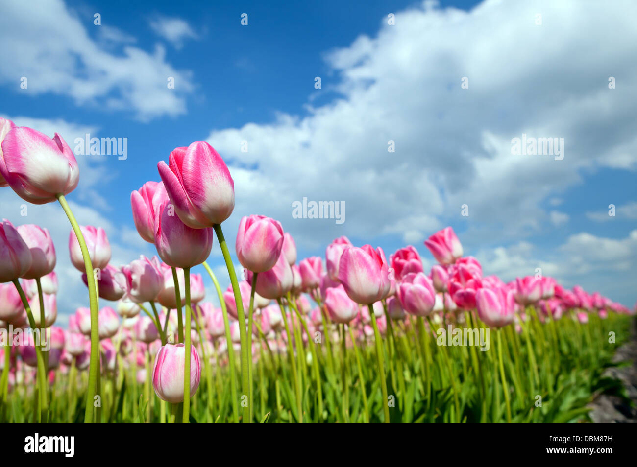 Dutch field hi-res stock photography and images - Alamy