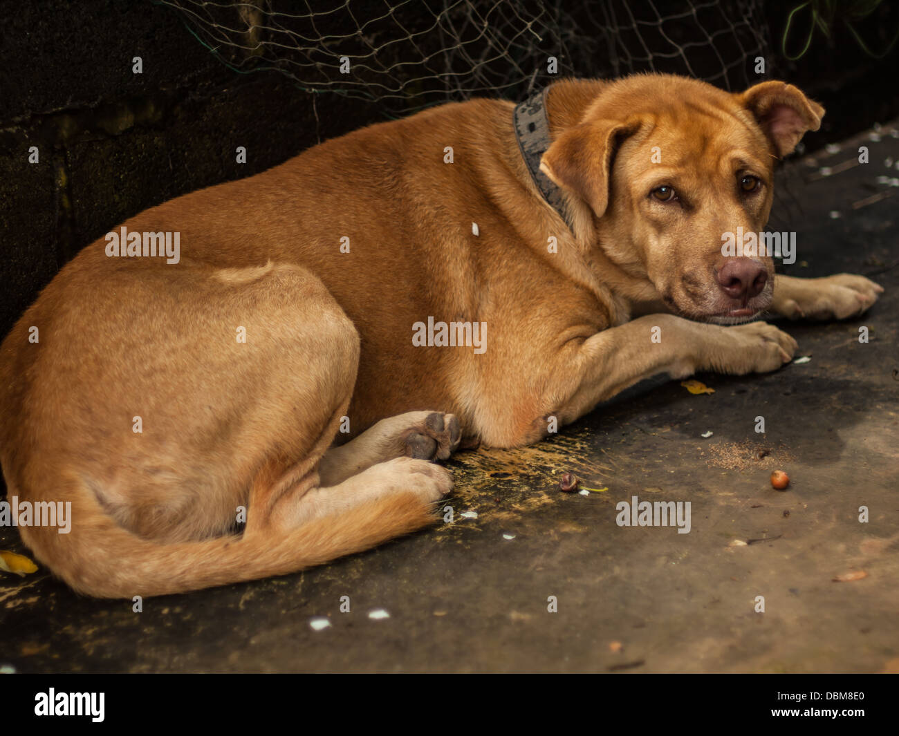 Puppy Beside Wall High Resolution Stock Photography and Images - Alamy