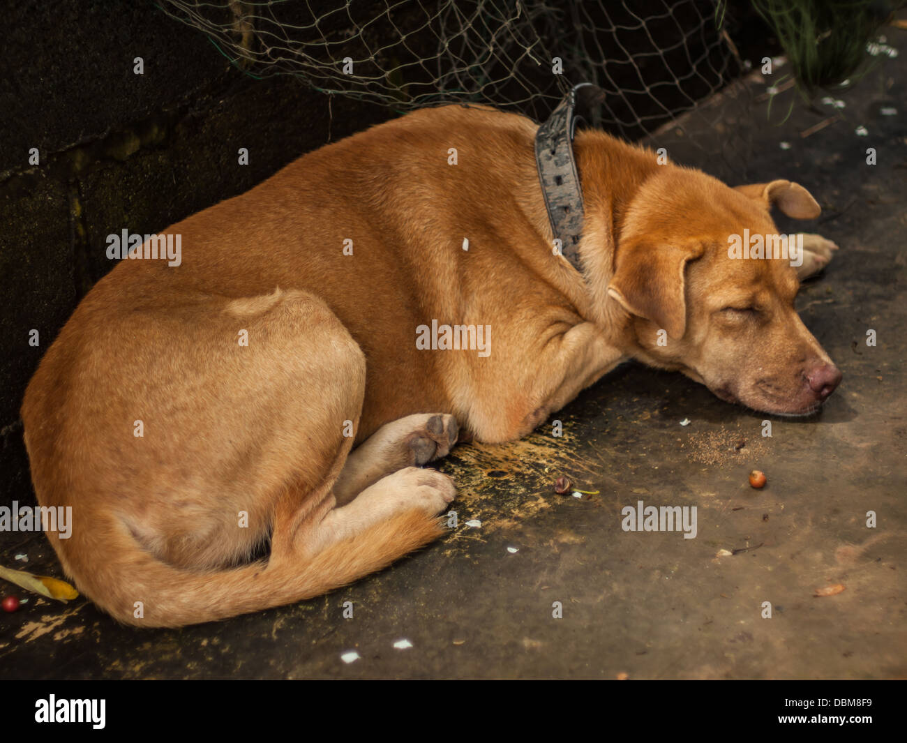 Puppy beside wall hi-res stock photography and images - Alamy