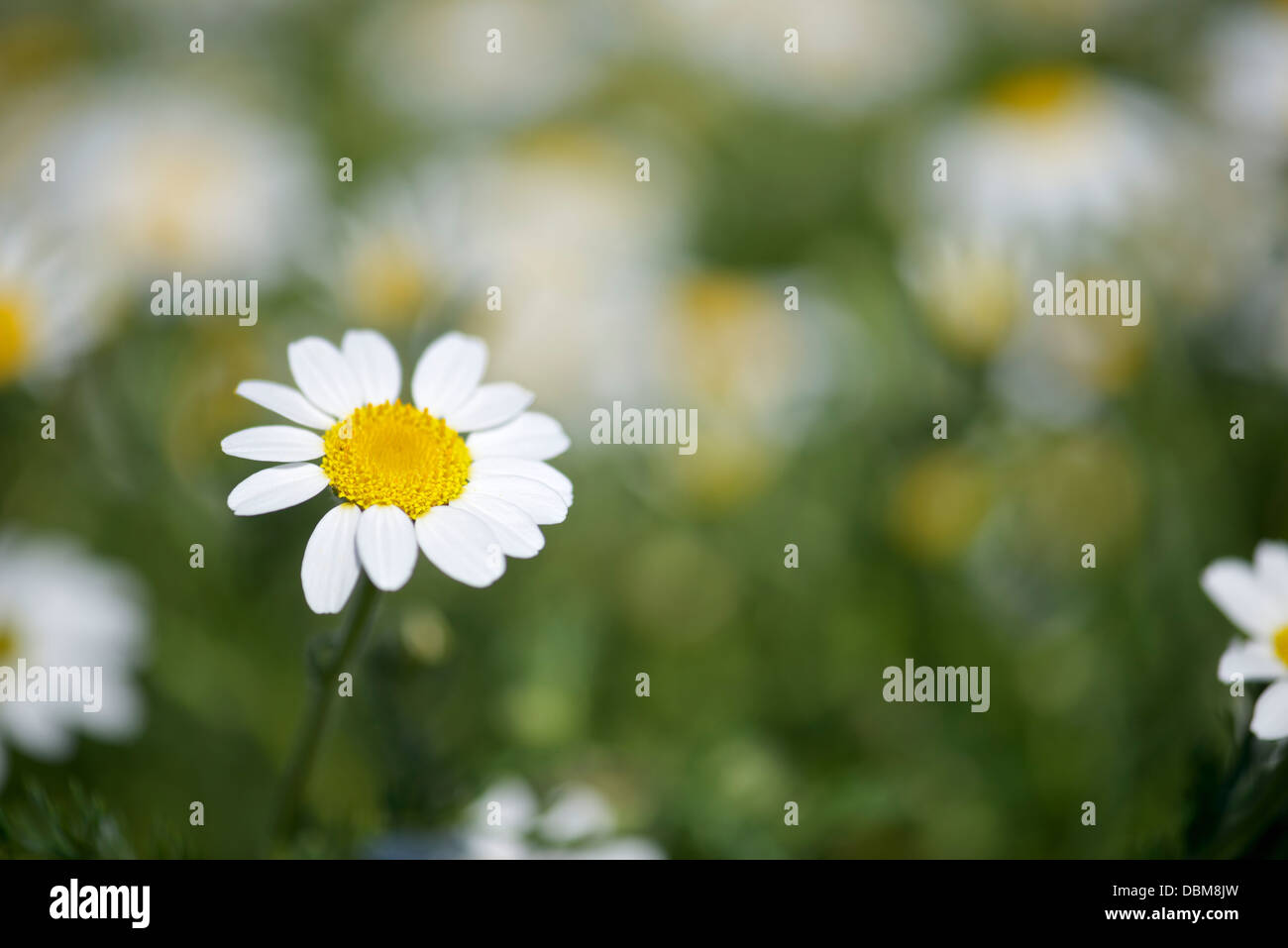 Flower in forefront hi-res stock photography and images - Alamy