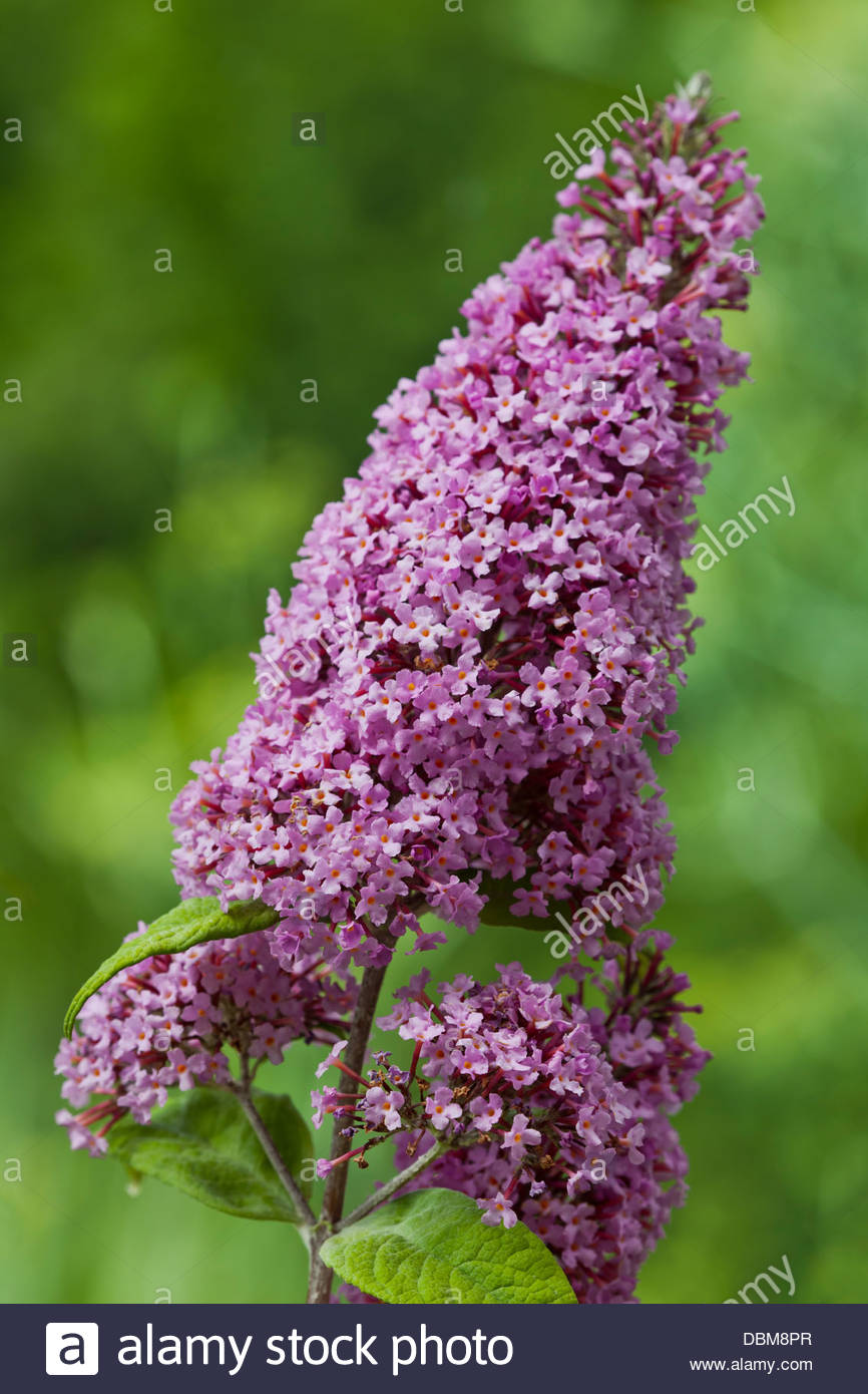 Buddleja Davidii Stock Photos & Buddleja Davidii Stock Images - Alamy