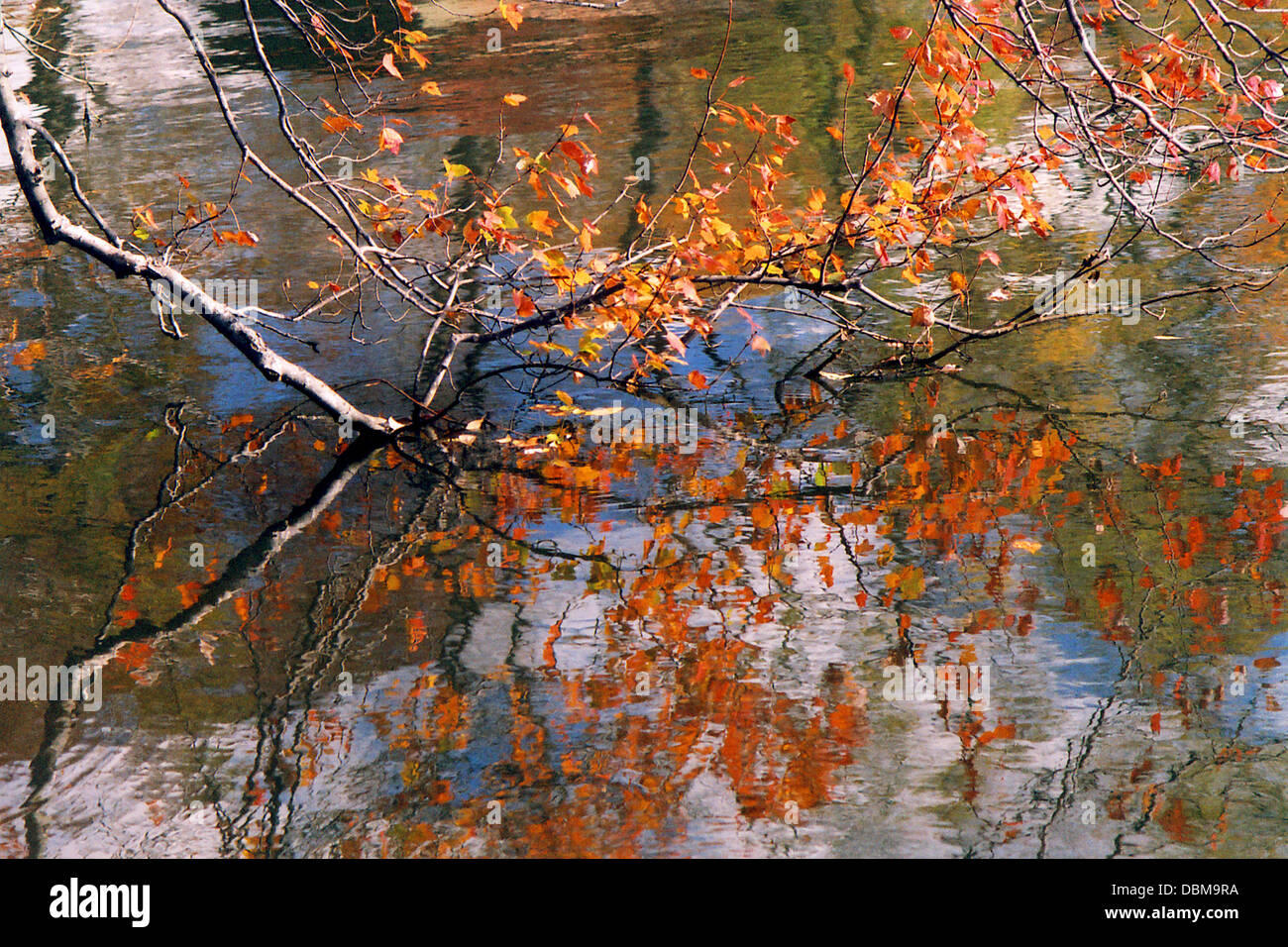Lake & Fall Tree Reflection Stock Photo - Alamy