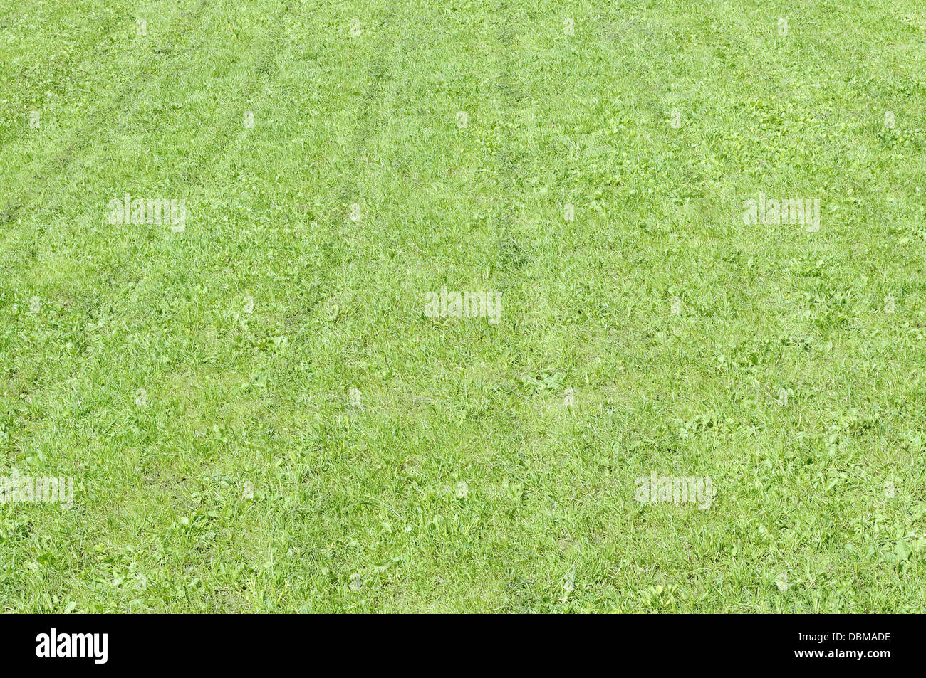 Lawn mowing fresh mowed grass Stock Photo - Alamy