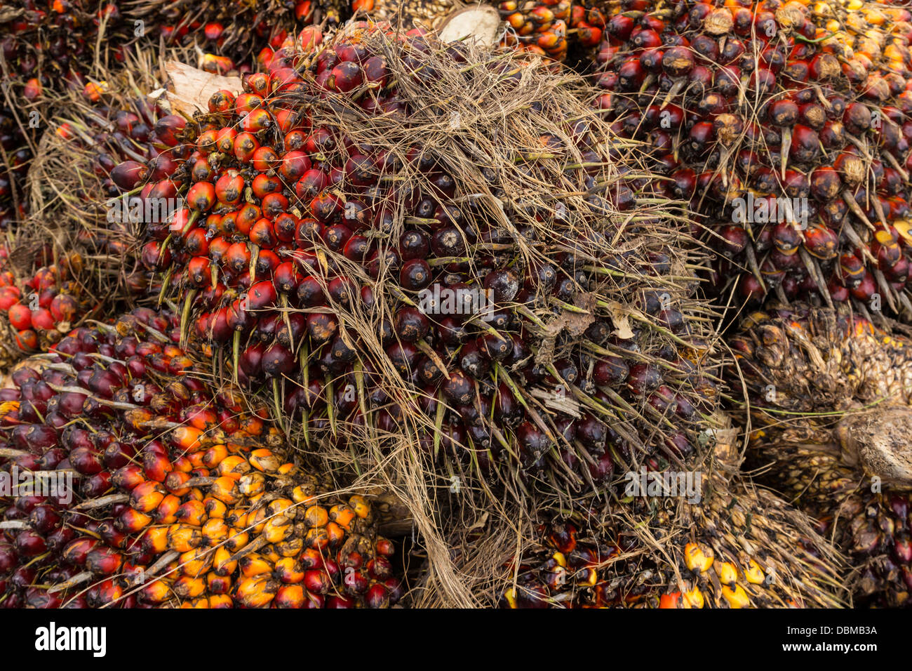 Oil palm fruits harvest hi-res stock photography and images - Alamy