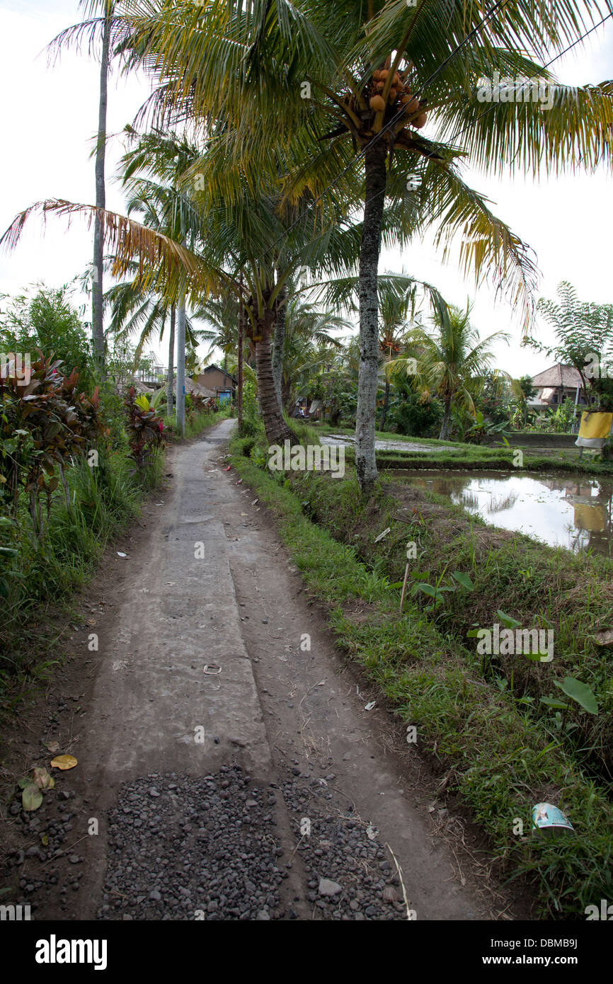 Path Along Rice Paddies, Ubud Area, Bali, Indonesia Stock Photo - Alamy