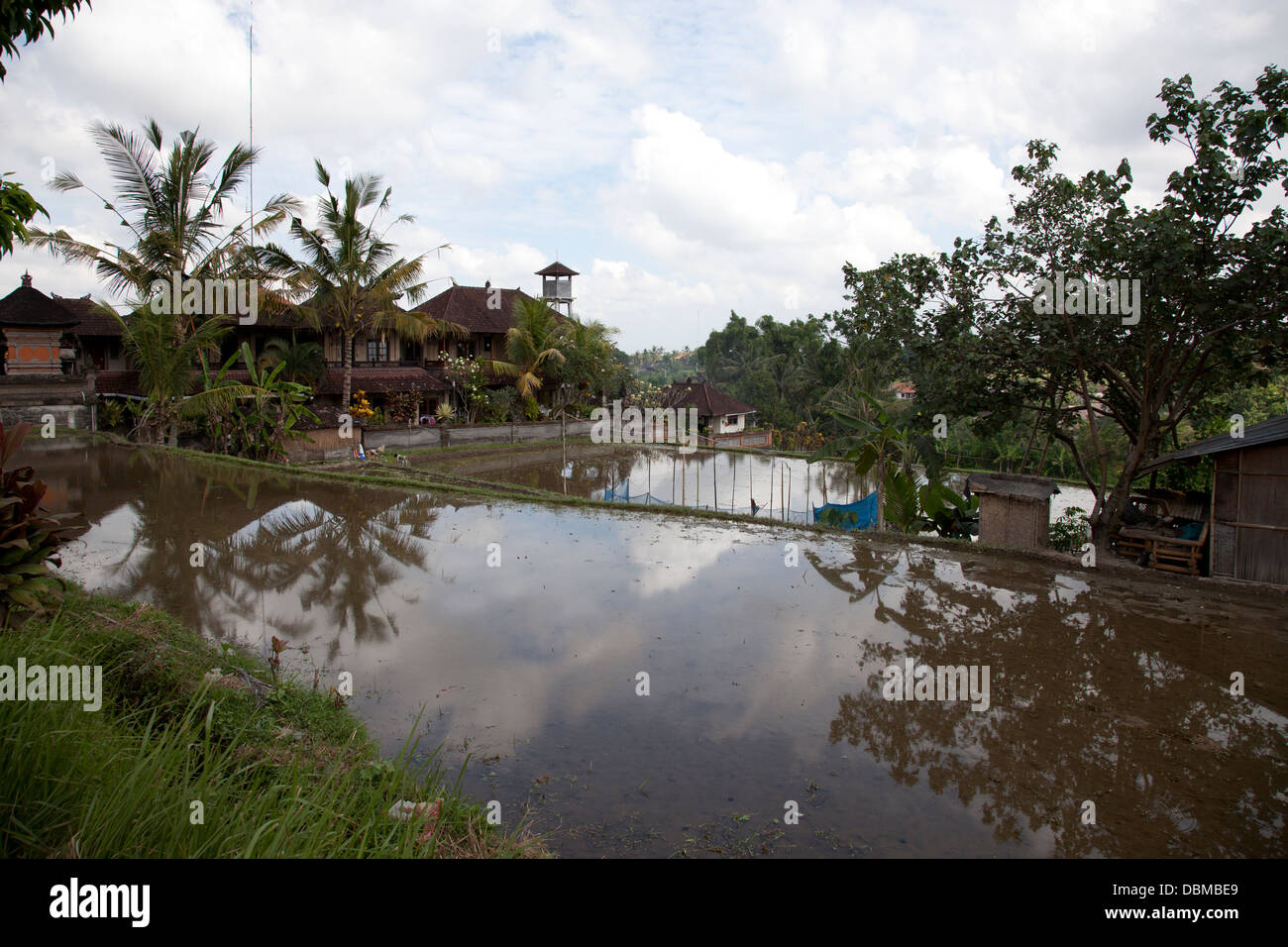 Homes Beside Rice Paddies / Terraced Fields, Ubud Area, Bali, Indonesia ...
