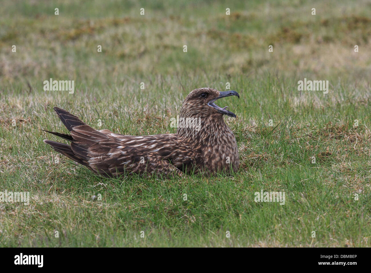 Great Skua (Stercorarius skua) sitting on nest, Iceland Stock Photo - Alamy
