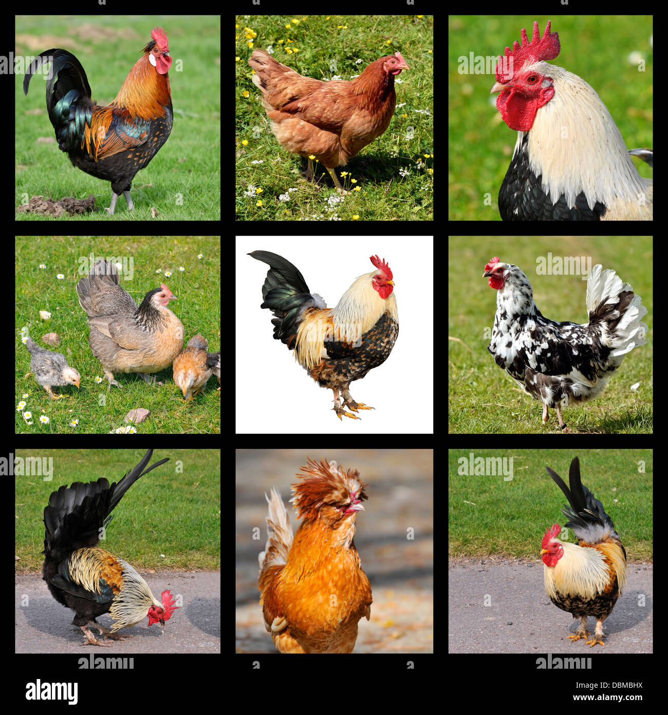Nine photos mosaic of roosters and hens Stock Photo - Alamy