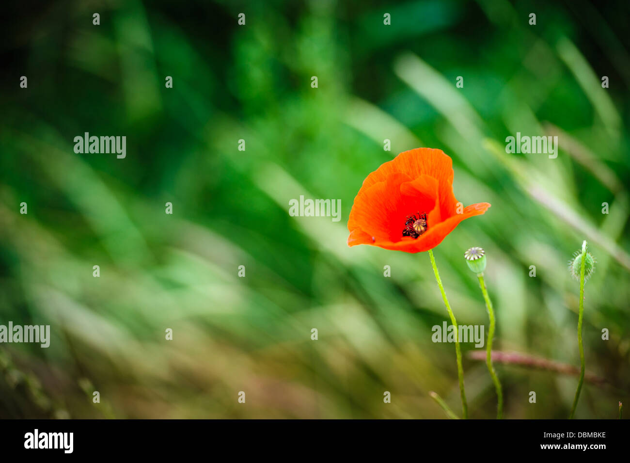 A poppy in a field - once a WW1 battlefield near Verdun, France Stock ...