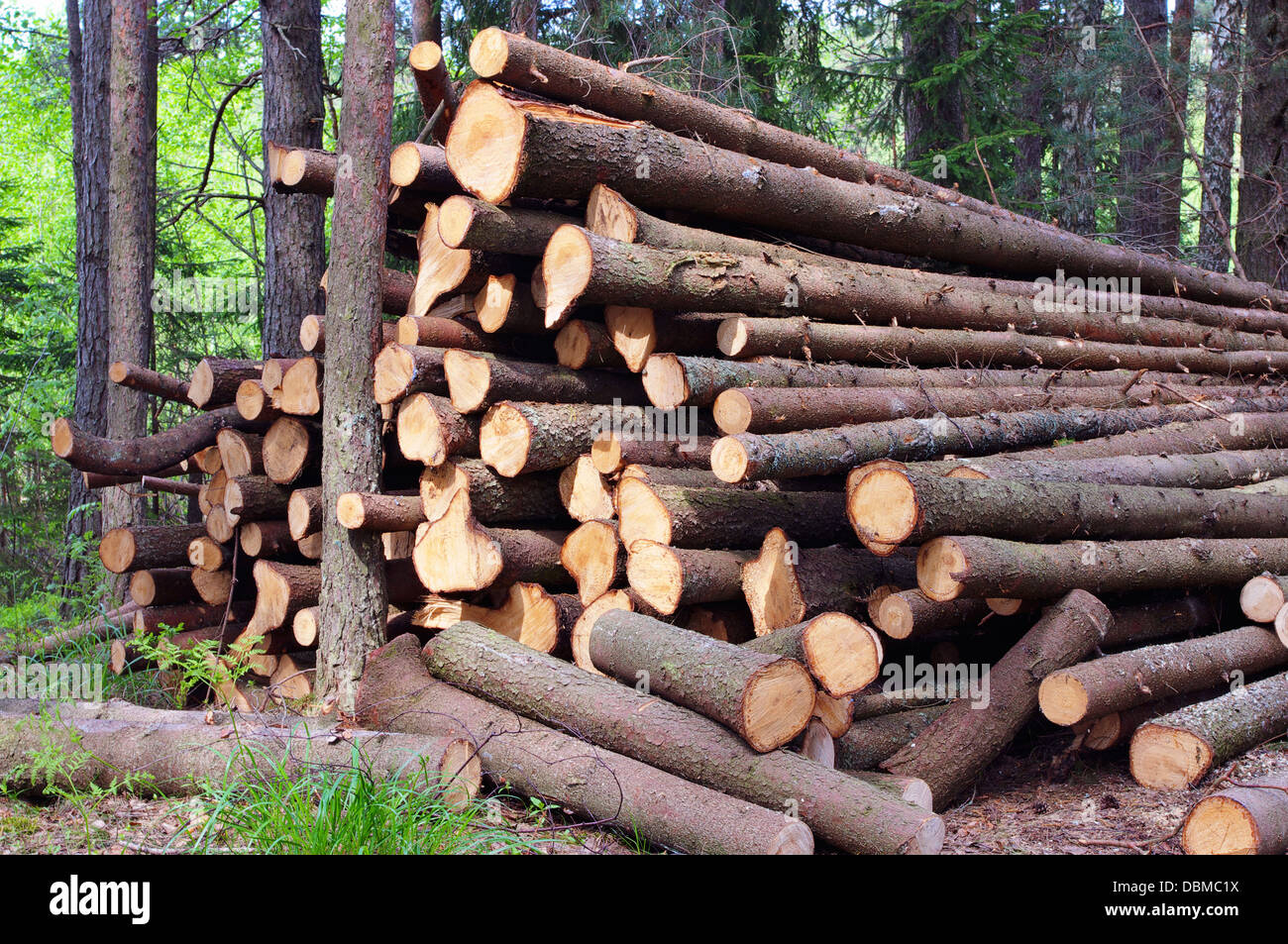Felled tree trunks hi-res stock photography and images - Alamy