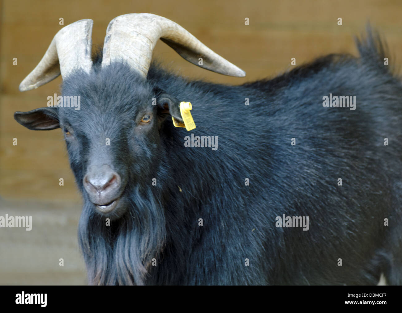 West caucasian tur goat in Antaly zoo Stock Photo - Alamy